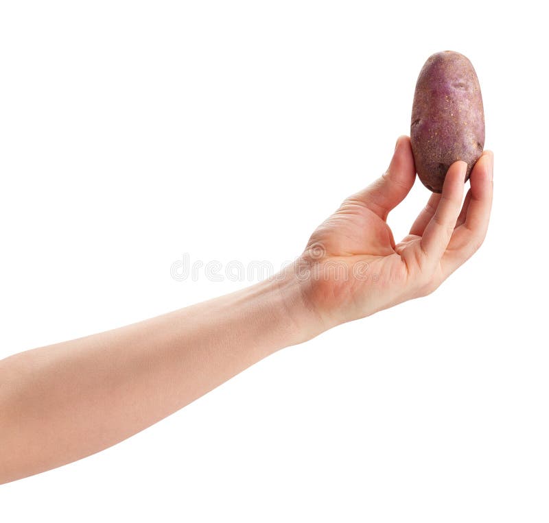 Red potato in hand stock image. Image of food, holding - 234605557
