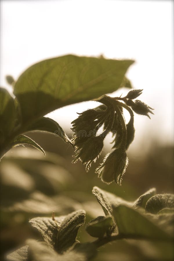 Red Potato Plant stock photo. Image of four, flowergardens - 41429756