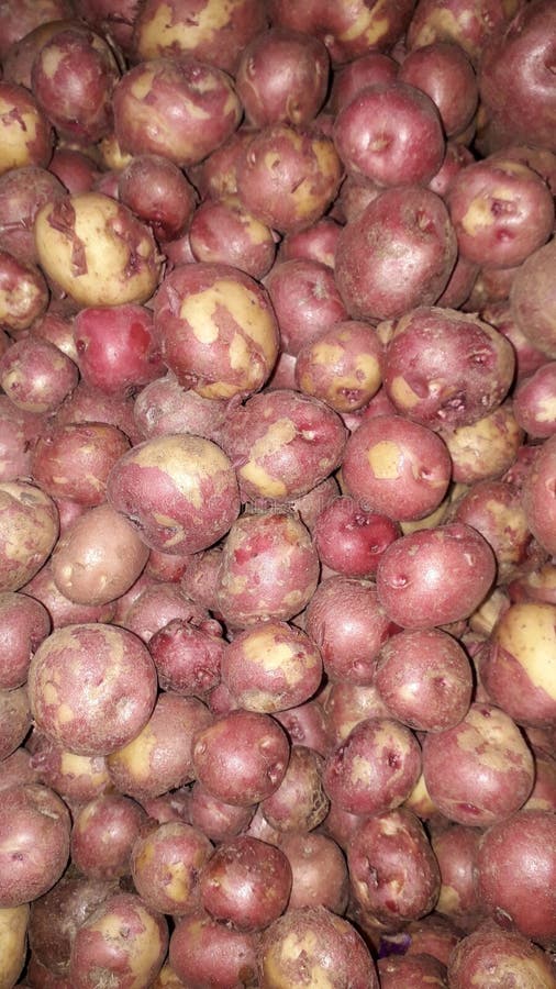 Red potato stock image. Image of dasi, potato, ahalu - 171323465