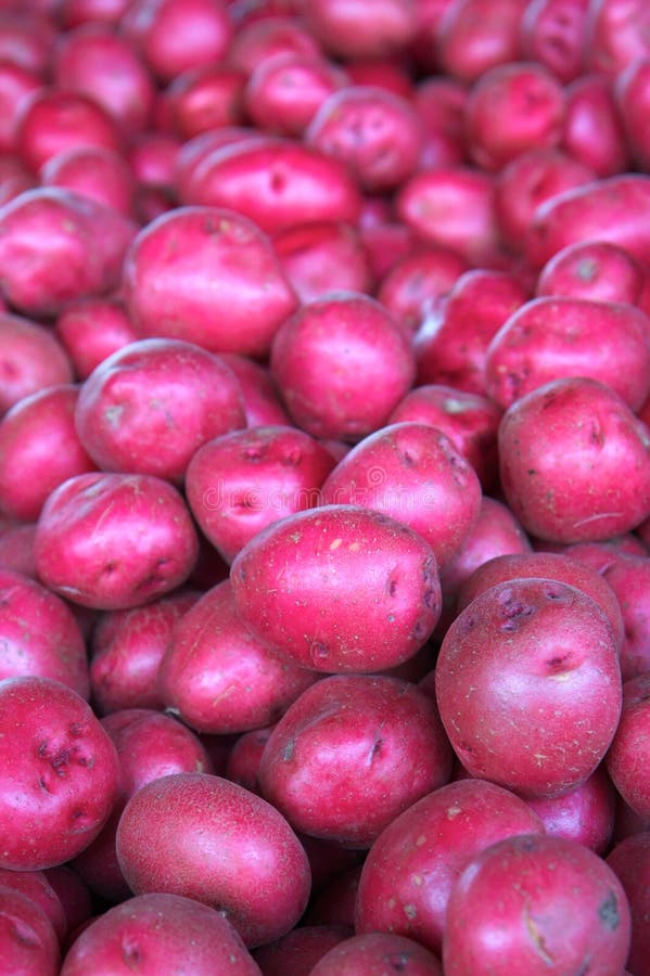 Red potatoes stock photo. Image of potatoe, skin, potato - 12932364