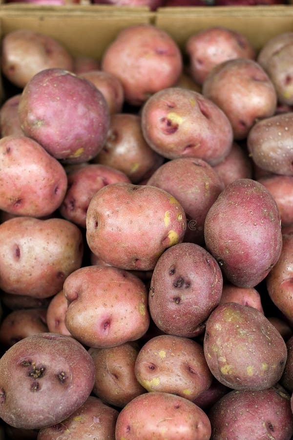 Red Potatoes stock image. Image of potatoes, produce - 14120379