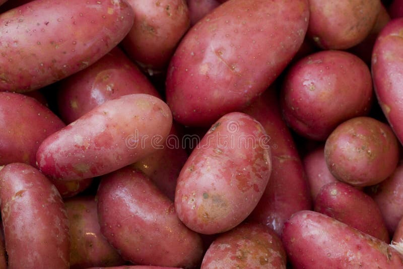 Red potatoes stock photo. Image of gastronomic, ready - 25314084