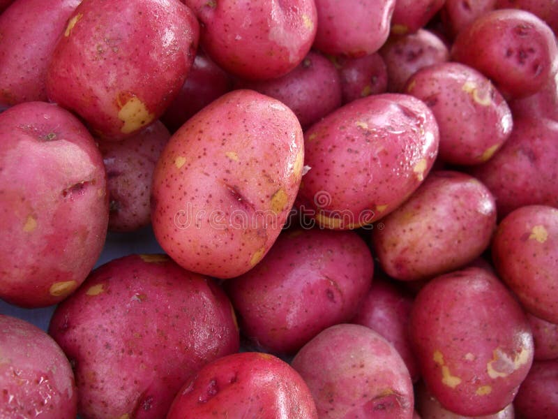 Red Potatoes stock photo. Image of plant, market, rinsed - 978324
