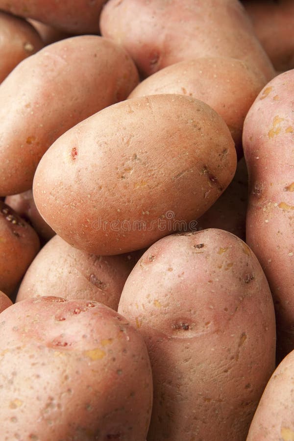 Red Potatoes Close Up stock photo. Image of nutrition - 10709682