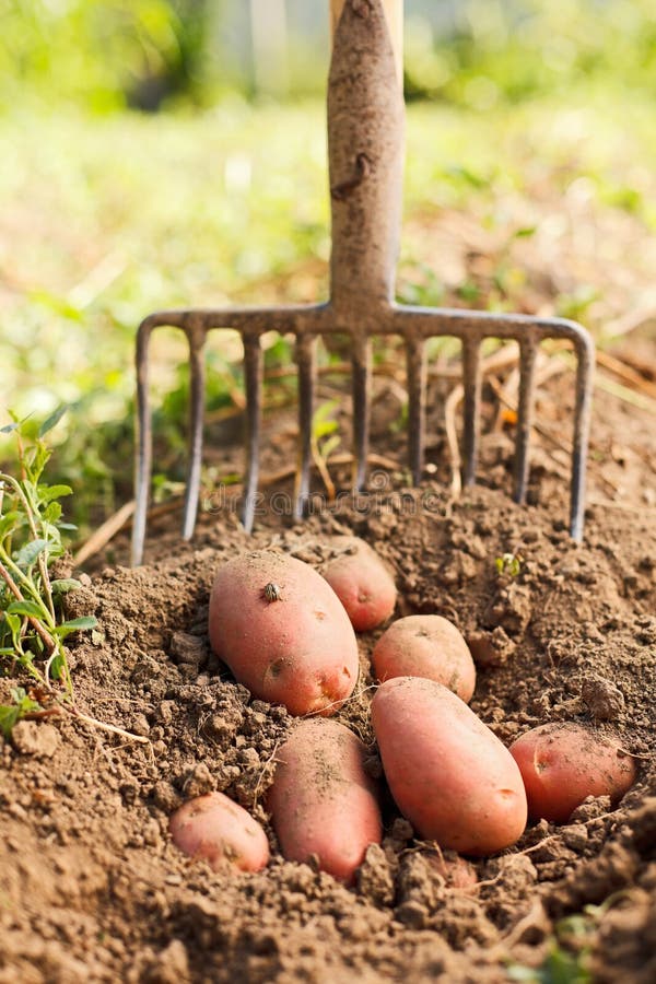 Red Potatoes and Digging Fork Stock Image - Image of scene, field: 33341153