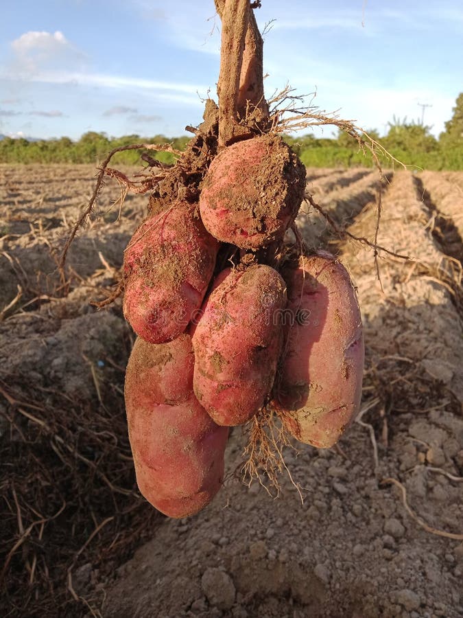 Potatoes on the Farm. Harvesting Organic Potatoes Stock Image - Image ...