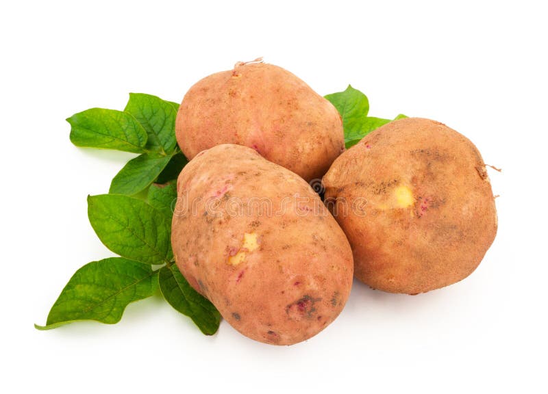 Red potatoes with leaves stock photo. Image of autumn - 99404204