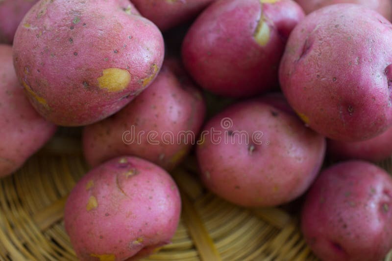 Red Potatoes stock image. Image of potato, spuds, fruit - 31805543