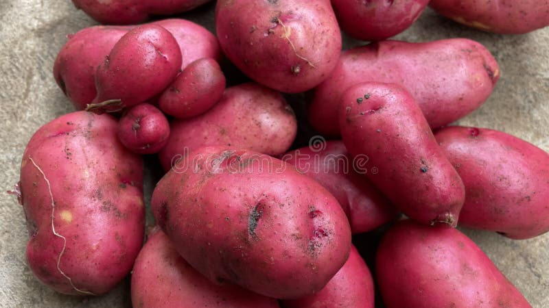 Pile of Red Potatoes with Various Sizes Stock Image - Image of sizes ...