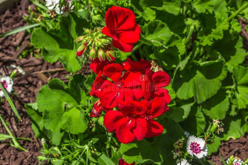 Red potted flowers stock photo. Image of flowers, pedals - 110720918