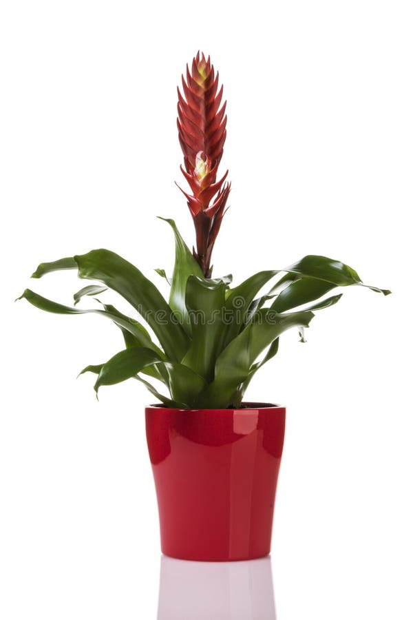 Potted Vriesea Bromeliad Isolated on Black Stock Photo - Image of ...