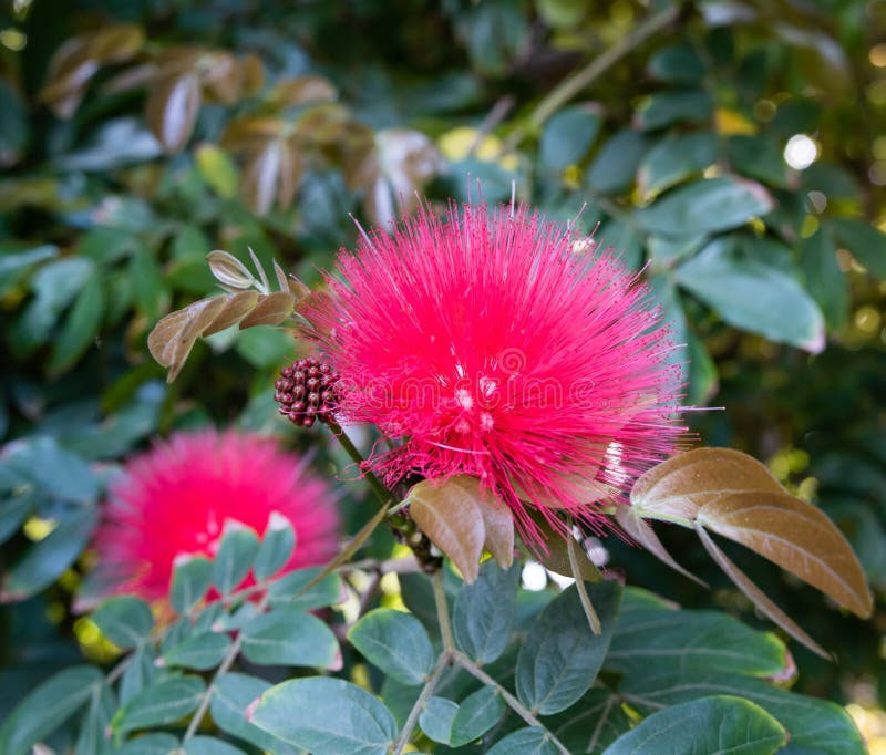 Red Powder Puff stock photo. Image of white, exotic, pink - 94717840