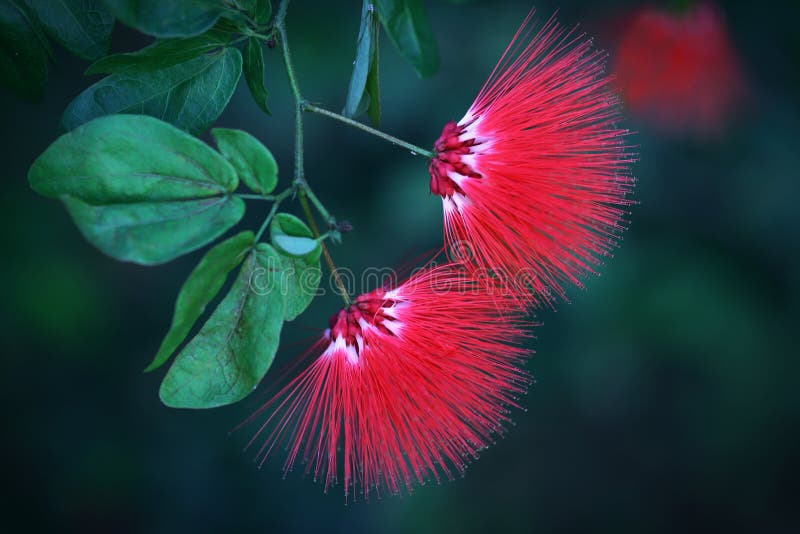 Red Powder Puff Flower with Green Bokeh Background Stock Photo - Image ...