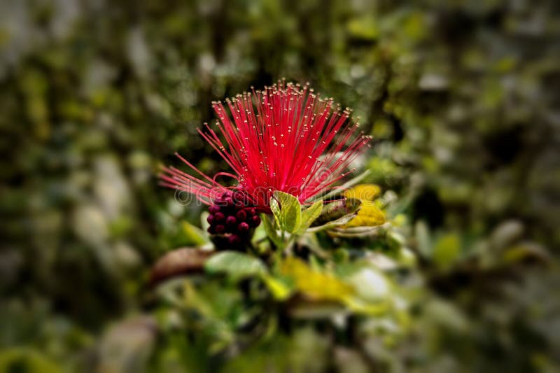 Red Calliandra, Blood Red Tassel Flower, Calliandra Haematocephala, and ...