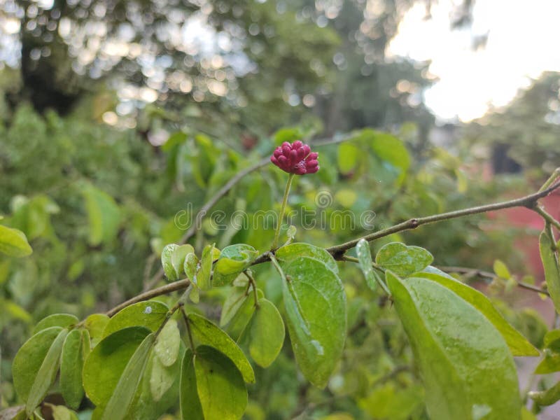 Red Powderpuff Fruit on a Tree Branch Stock Photo - Image of tree ...