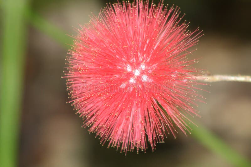 Red Powderpuff Powderpuff Plant Stock Image - Image of plant ...