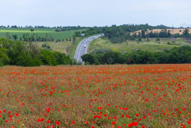 Red Ppoppy Flowers in Prairie Stock Image - Image of environment ...