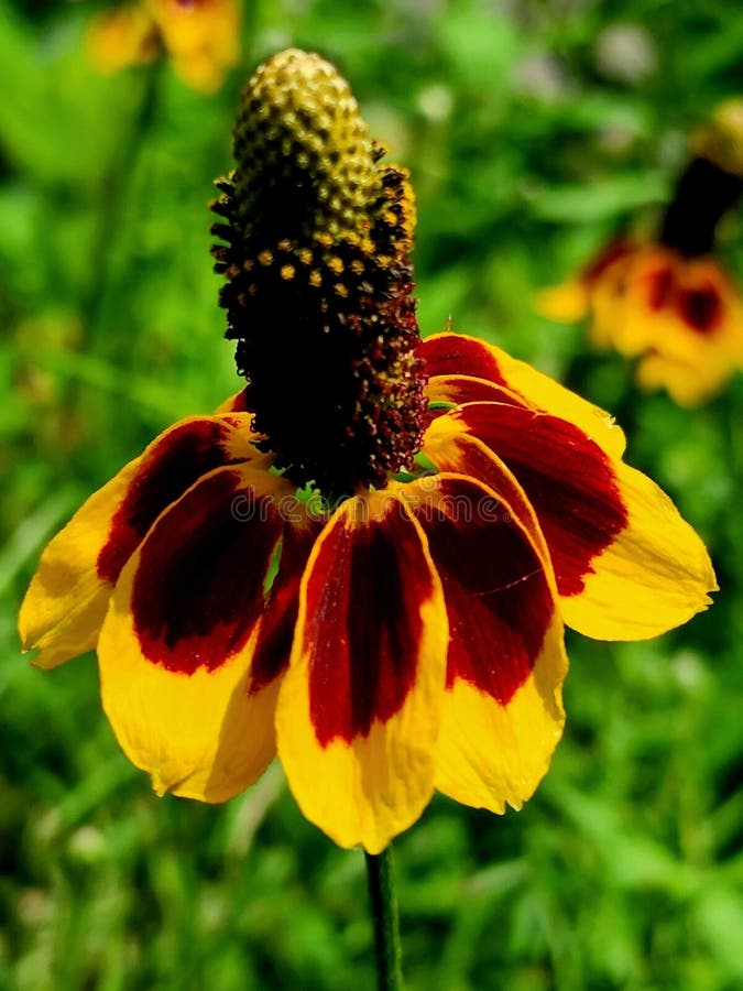 Red Prairie Coneflower Nature Art Stock Photo - Image of nature ...