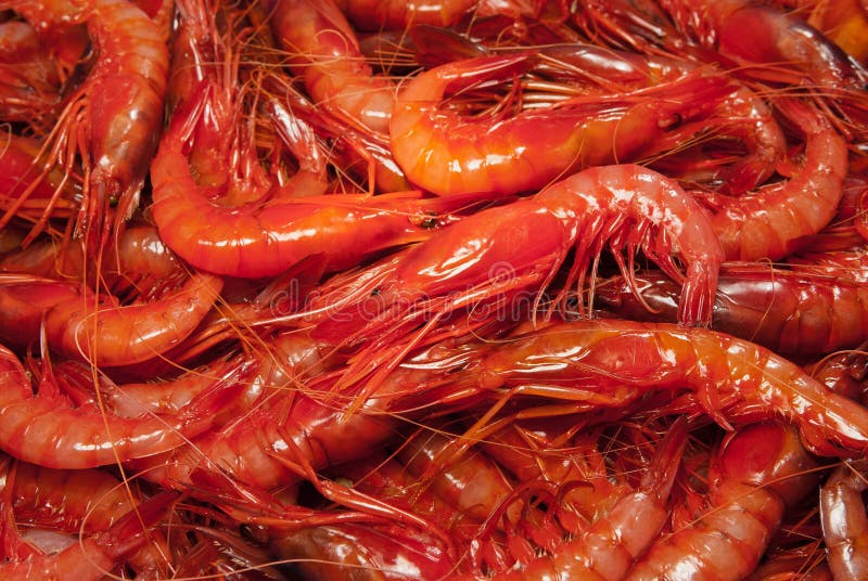 Red prawn stock image. Image of prawns, fish, seafood - 58954205