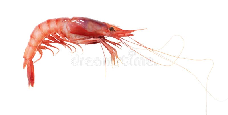 Red Prawn Isolated on White Stock Image - Image of gourmet, shellfish ...