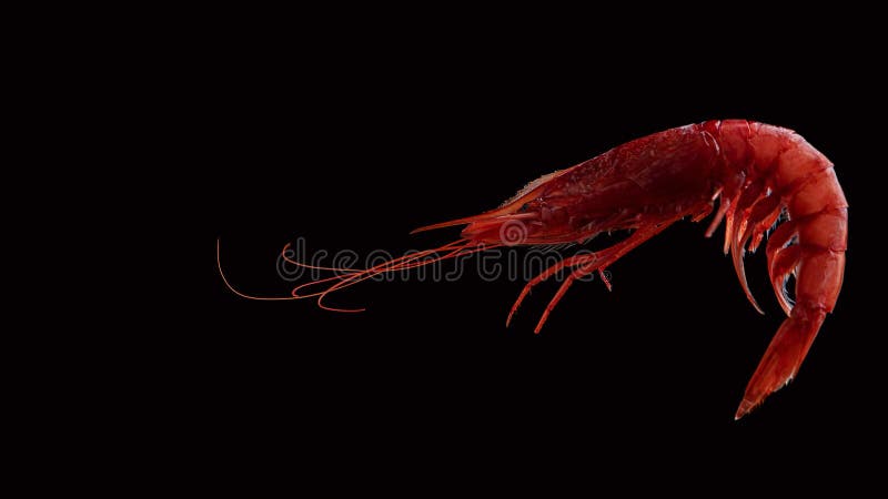 Red Prawns from Mazara Del Vallo Gourmet Stock Image - Image of hand ...