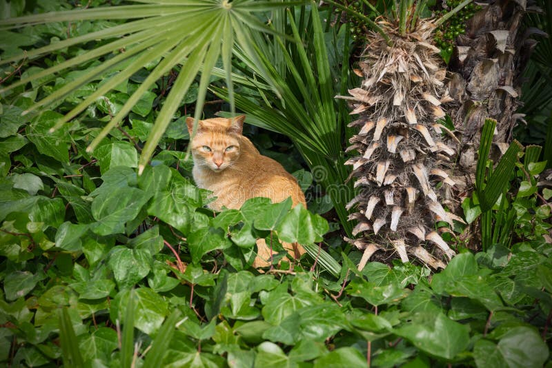 Red Predatory Cat Hiding in the Jungle. Predators Life. Stock Photo ...