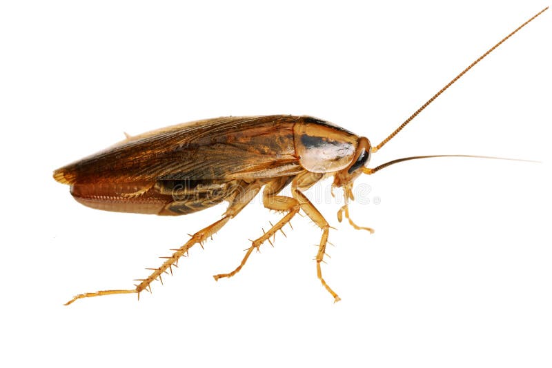 153 Cockroach Side View Stock Photos - Free & Royalty-Free Stock Photos ...