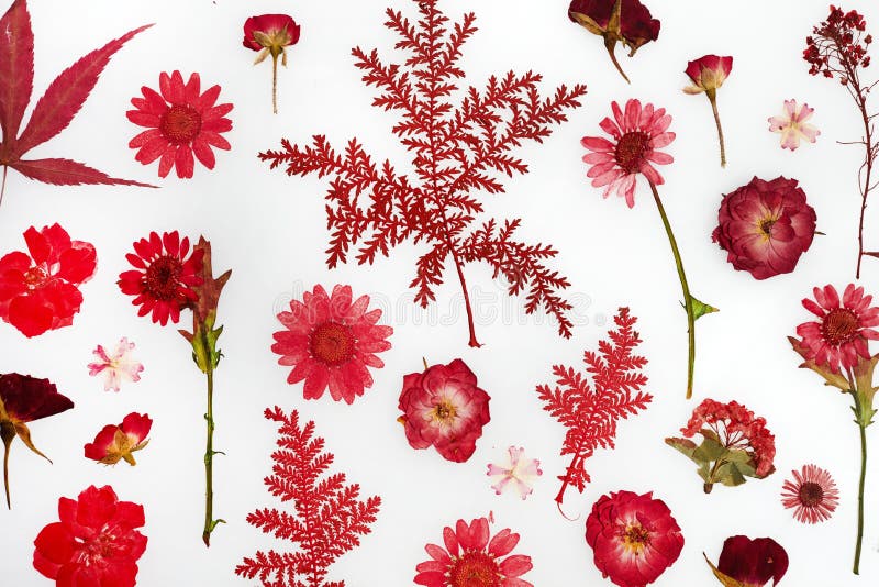 Red Pressed Dried Flower Pattern Isolated on White Background Stock ...