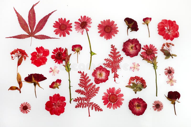 Red Pressed Dried Flower Pattern Isolated on White Background Stock ...