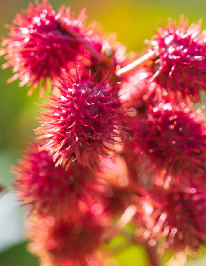 Red Prickly Fruits on the Plant Stock Image - Image of flower, pattern ...