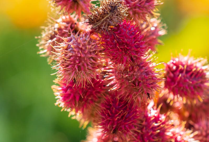 Red Prickly Fruits on the Plant Stock Image - Image of flower, bean ...