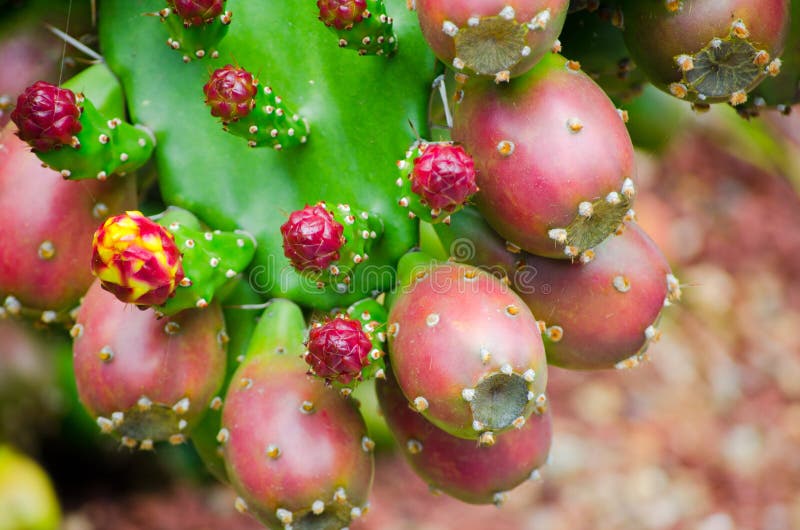 Red Prickly Pear Cactus Fruit in a Tropical Botanic Garden. Stock Image ...