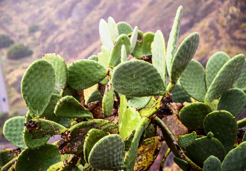 Red Prickly Pear Cactus Fruits Stock Photo - Image of beauty, green ...