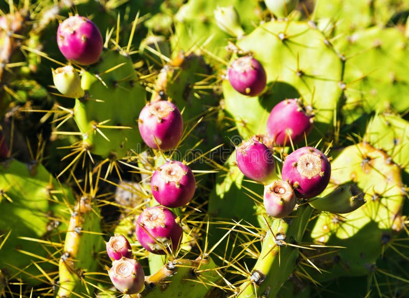 Red Prickly Pear Cactus Fruits Stock Photo - Image of flower, green ...