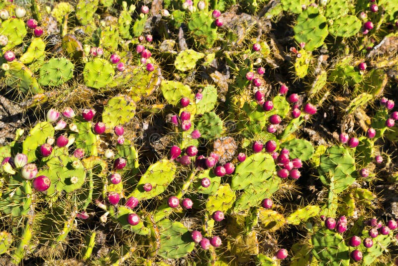 Red Prickly Pear Cactus Fruits Stock Photo - Image of farm, exotic ...