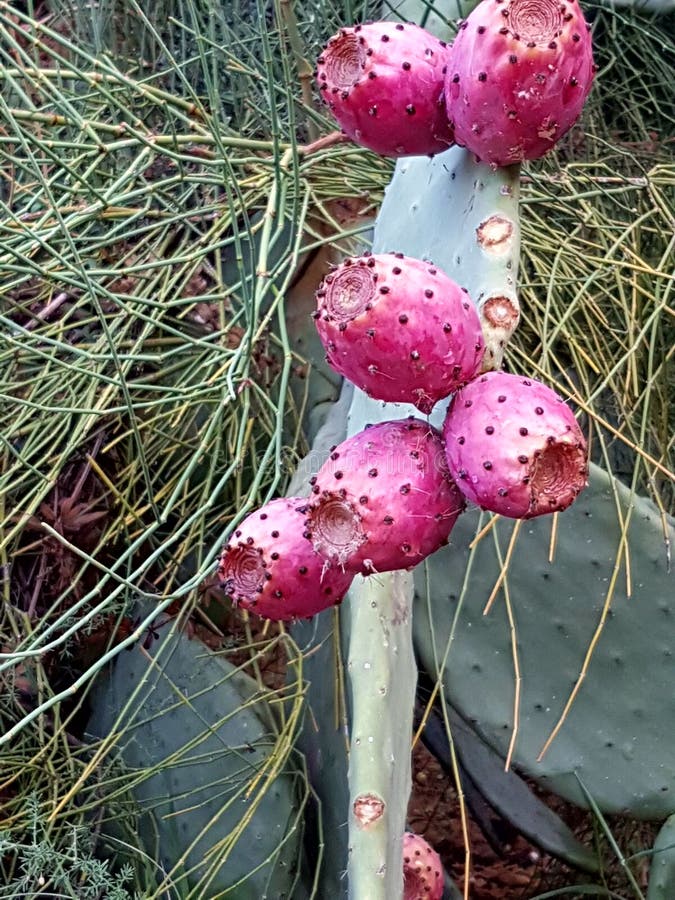 Red prickly pear stock photo. Image of pear, prickly - 78133690