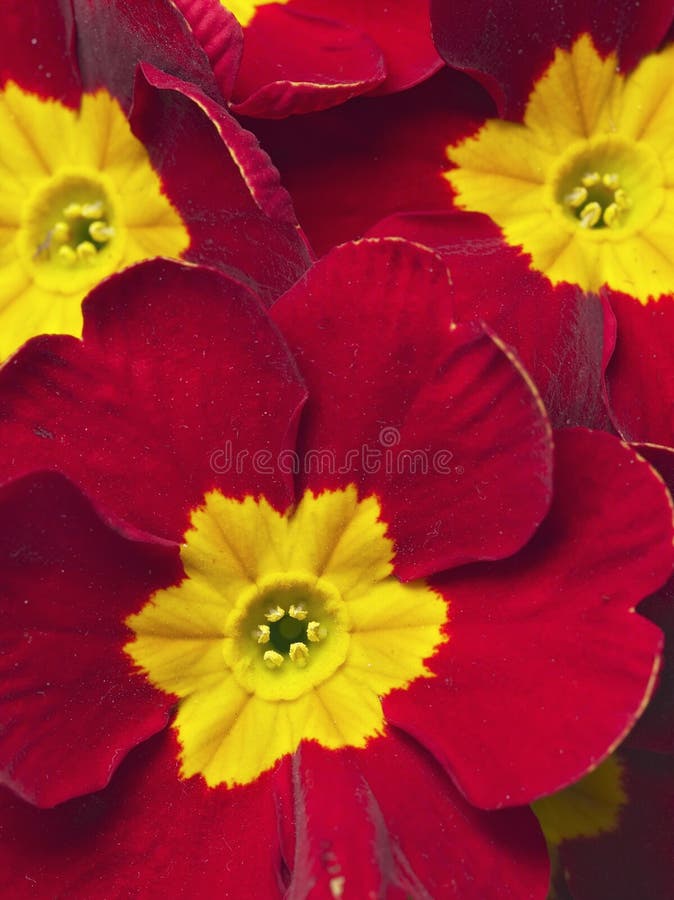 Red primrose stock image. Image of allergy, bloom, macro - 10560277
