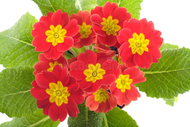 Red primrose in pot stock photo. Image of seedling, easter - 18322880