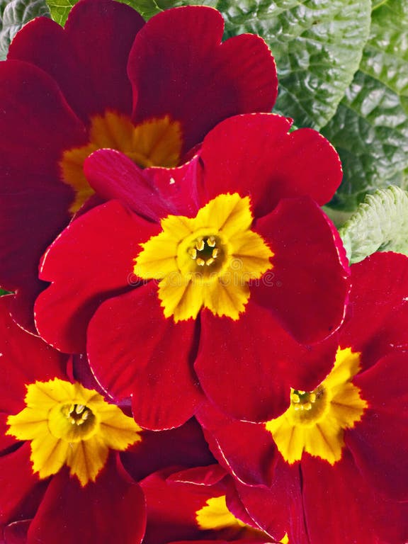 Red primrose stock photo. Image of nature, foliage, anther - 14888700