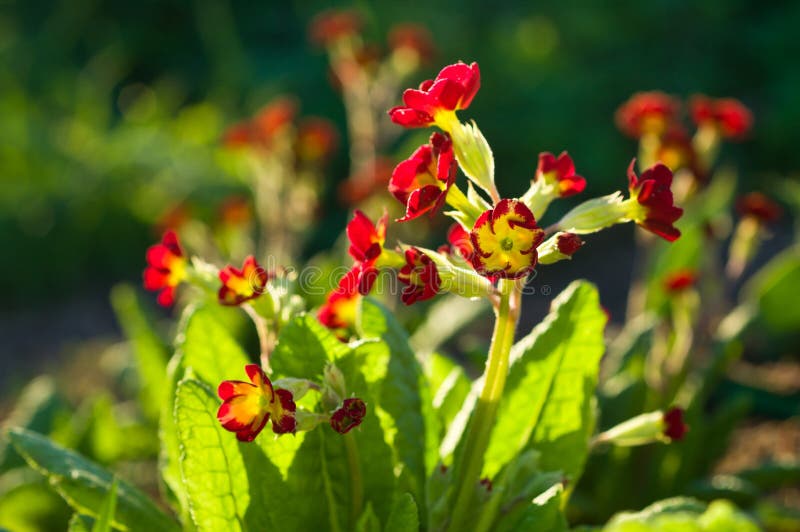 Red primrose stock photo. Image of season, flower, multi - 29508708