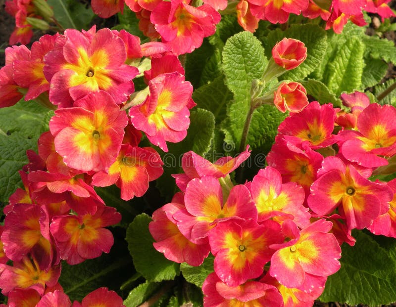 Red Primrose Flower In The Garden Stock Photo - Image of closeup ...