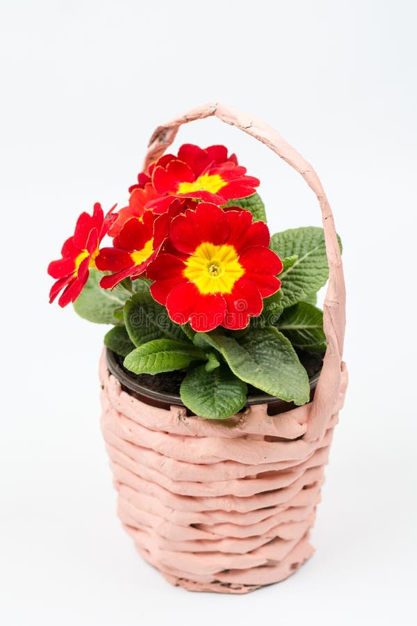 Red Primrose Flower Isolated Over White Background Stock Image - Image ...