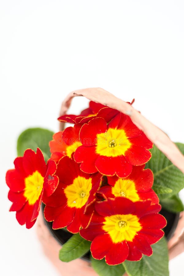 Red Primrose Flower Isolated Over White Background Stock Image - Image ...