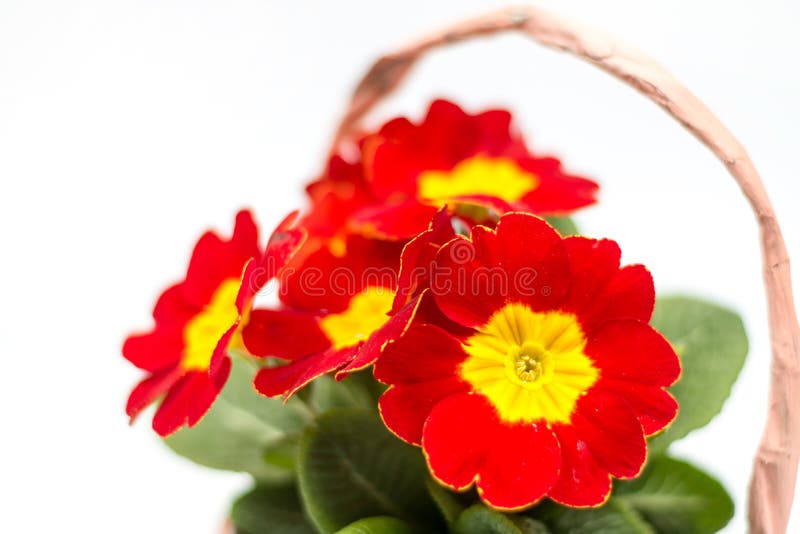 Red Primrose Flower Isolated Over White Background Stock Photo - Image ...