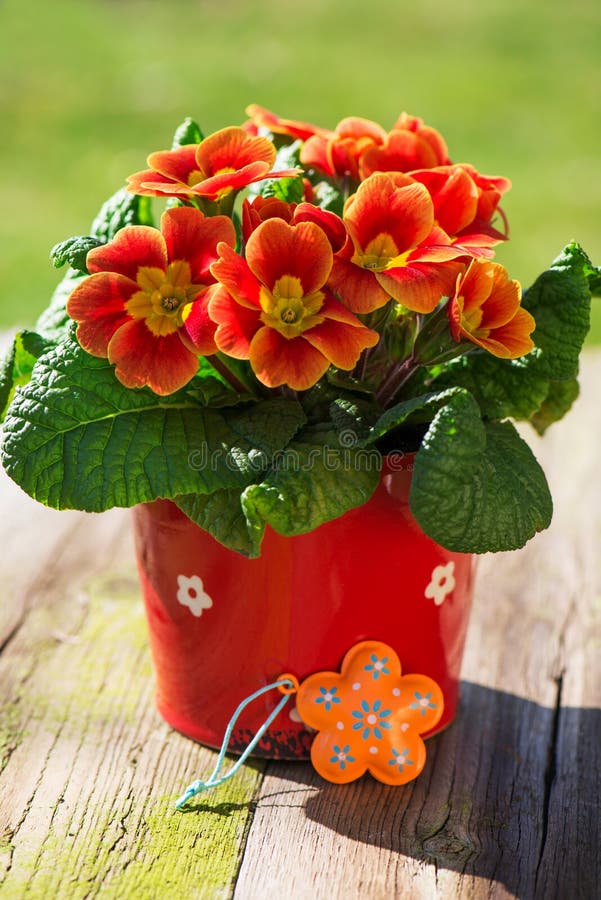 Primrose in flower pot stock image. Image of white, flower - 24540339