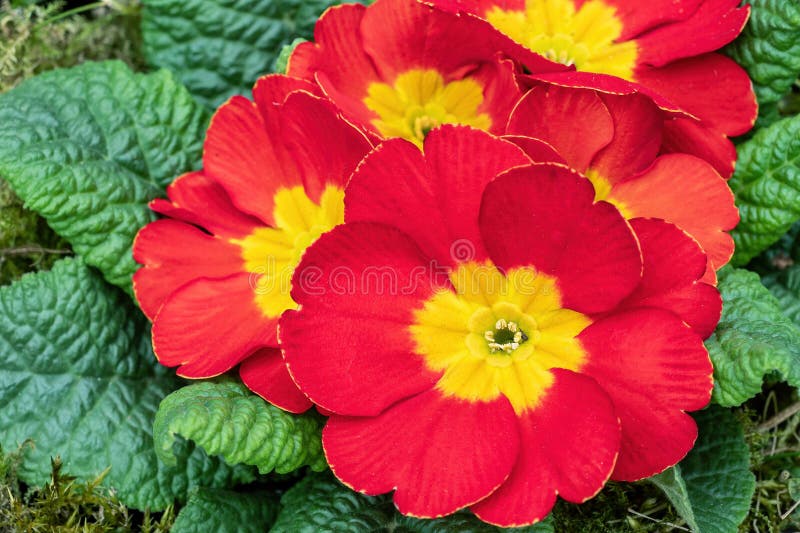 Red Primrose Flowers, First Spring Flowers Stock Image - Image of ...