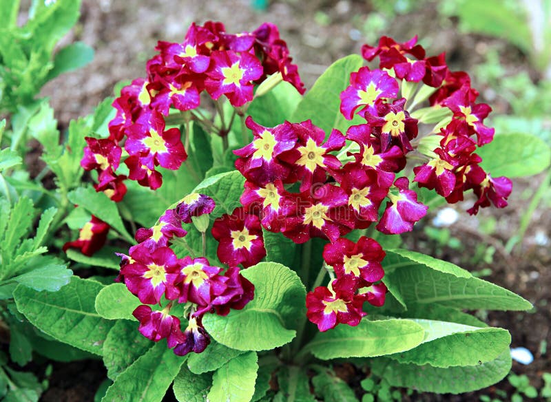 Red Primrose Flowers Isolated Stock Image - Image of bright, flower ...