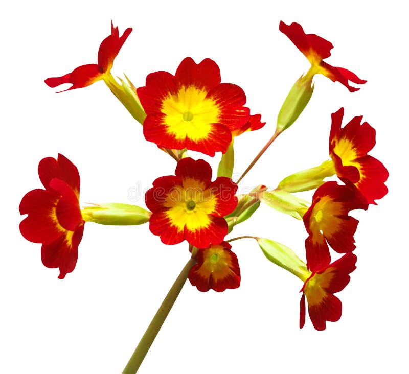 Red primrose flowers stock image. Image of pale, isolated - 235884495
