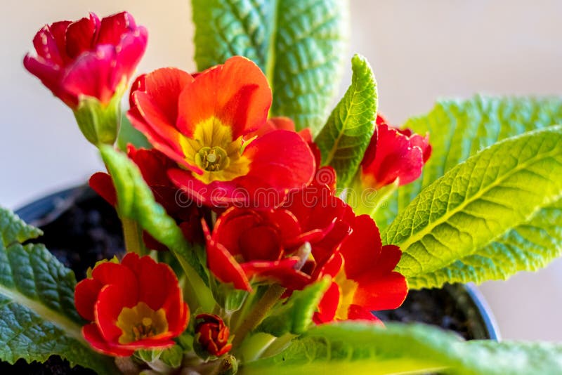 Red Primrose Flowers in a Pot, Growing Flowers_ Stock Photo - Image of ...