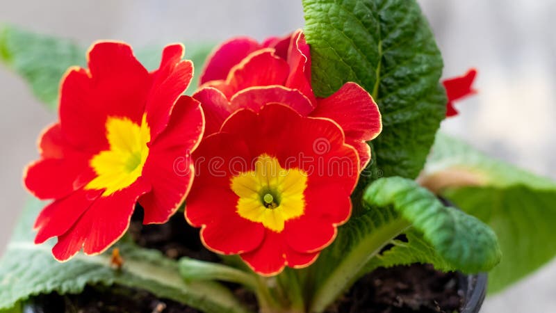Red Primrose Flowers in a Pot. Growing Flowers at Home Stock Image ...
